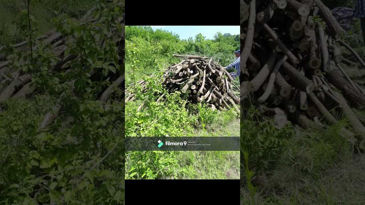 Defrisare plantatie vita de vie! - YouTube