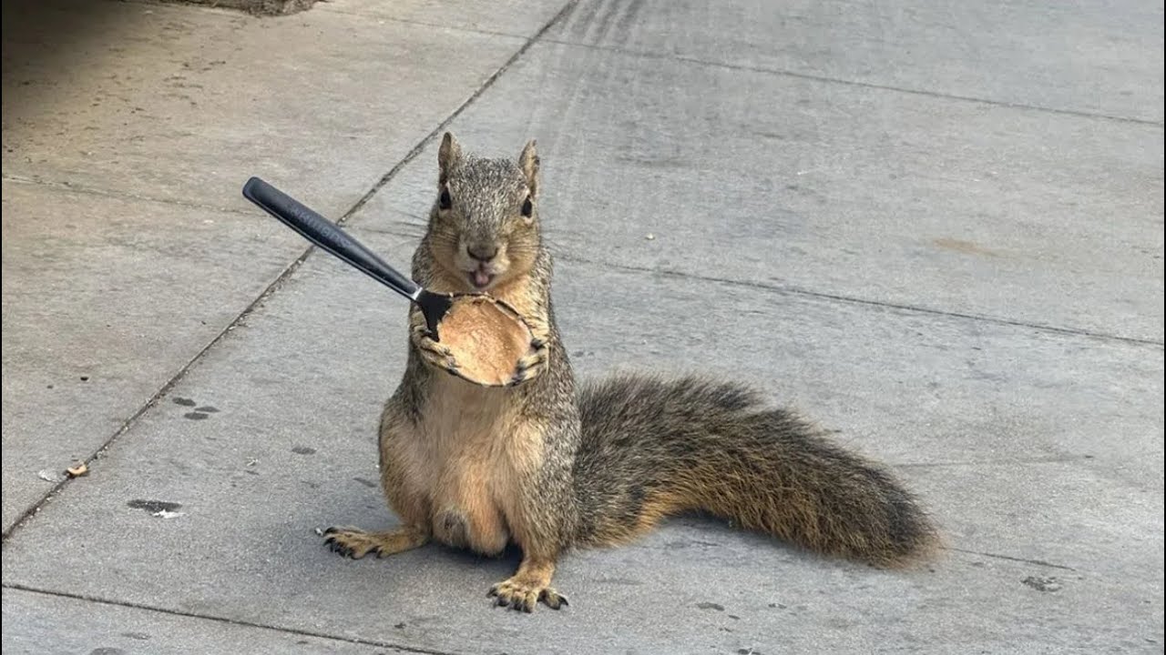 how to become an academic weapon - YouTube