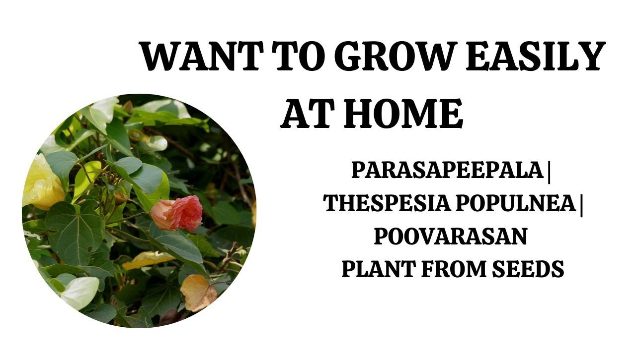 Want To Grow Easily At Home Parasapeepala | Thespesia Populnea ...