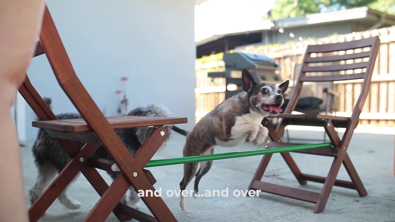 We Taught our Dogs How to Jump over a Broom - YouTube