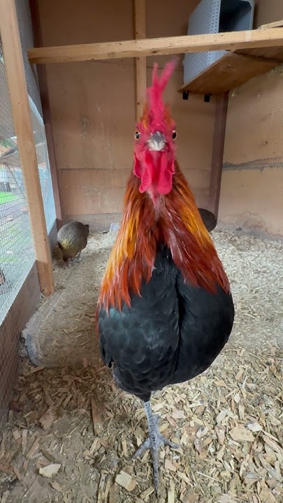 red jungle fowl crowing sounds, qaib qus qaib dib suab qua - YouTube