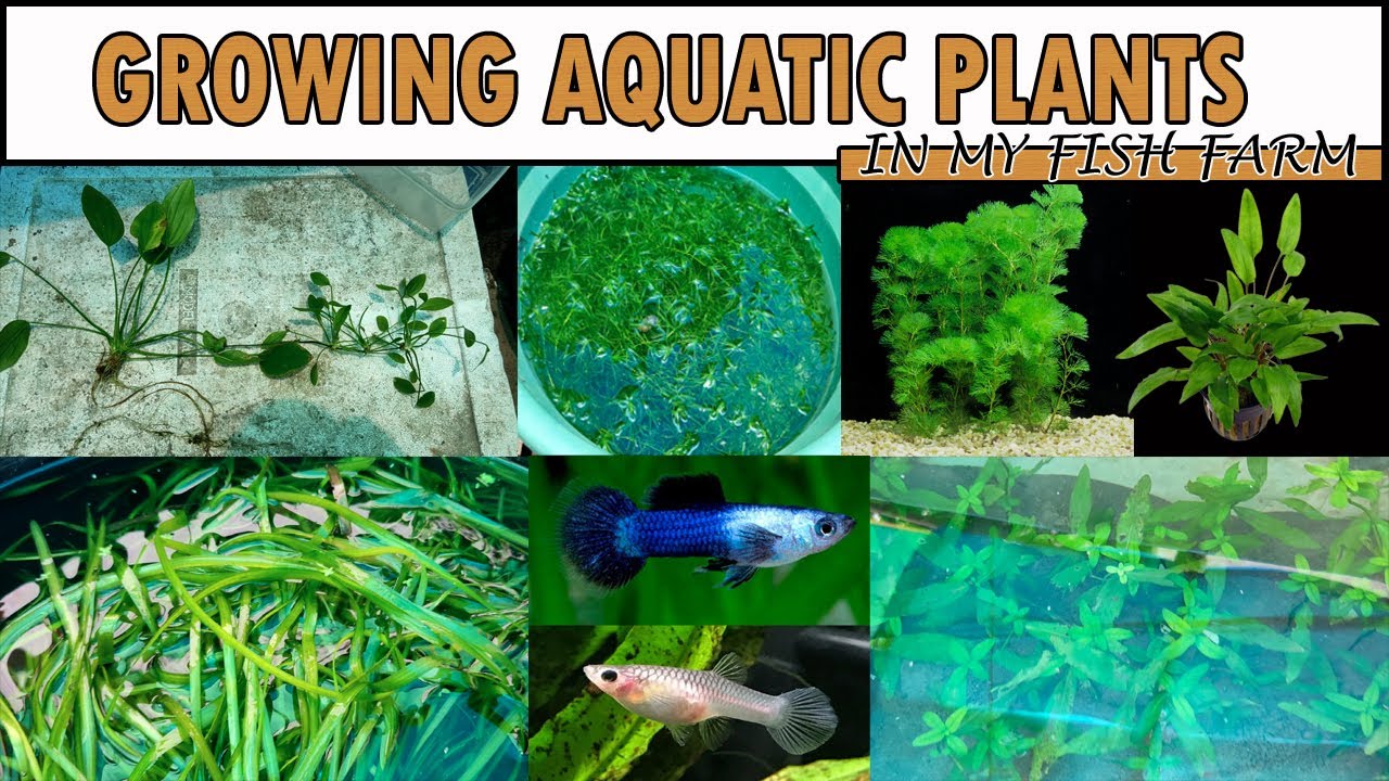 How to Grow Aquatic Plants at Home | Blue Panda Guppies | LIVE AQUARIUM ...