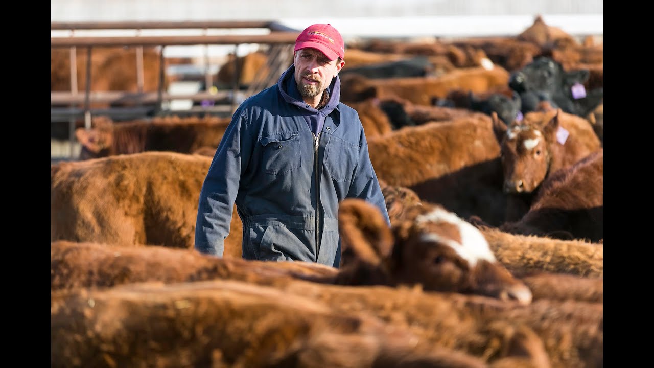 LIVESTOCK -- BEEF: Specialized Livestock Worker (Herdsperson) - YouTube