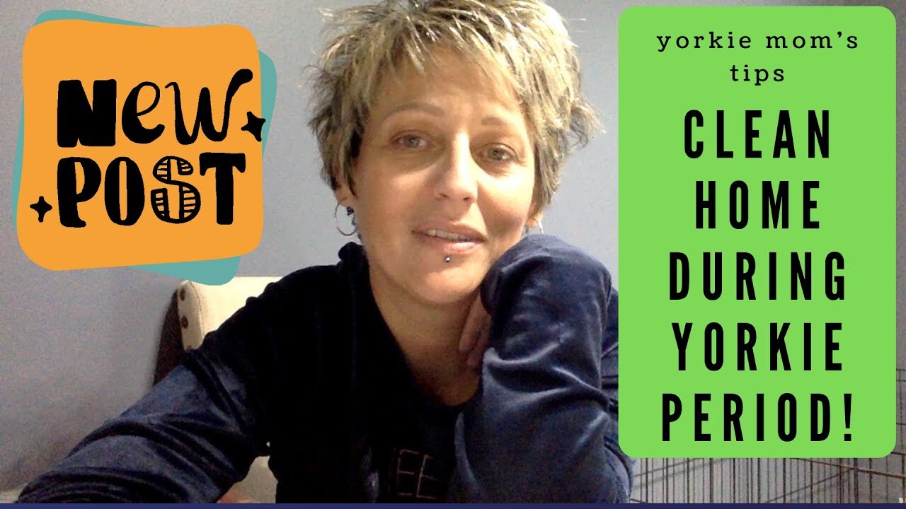 Yorkie on it's period I Yorkie Mom - YouTube