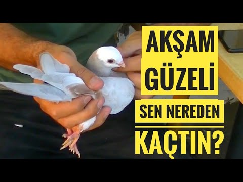 AKŞAM GÜZELİ BASKA KAÇAK