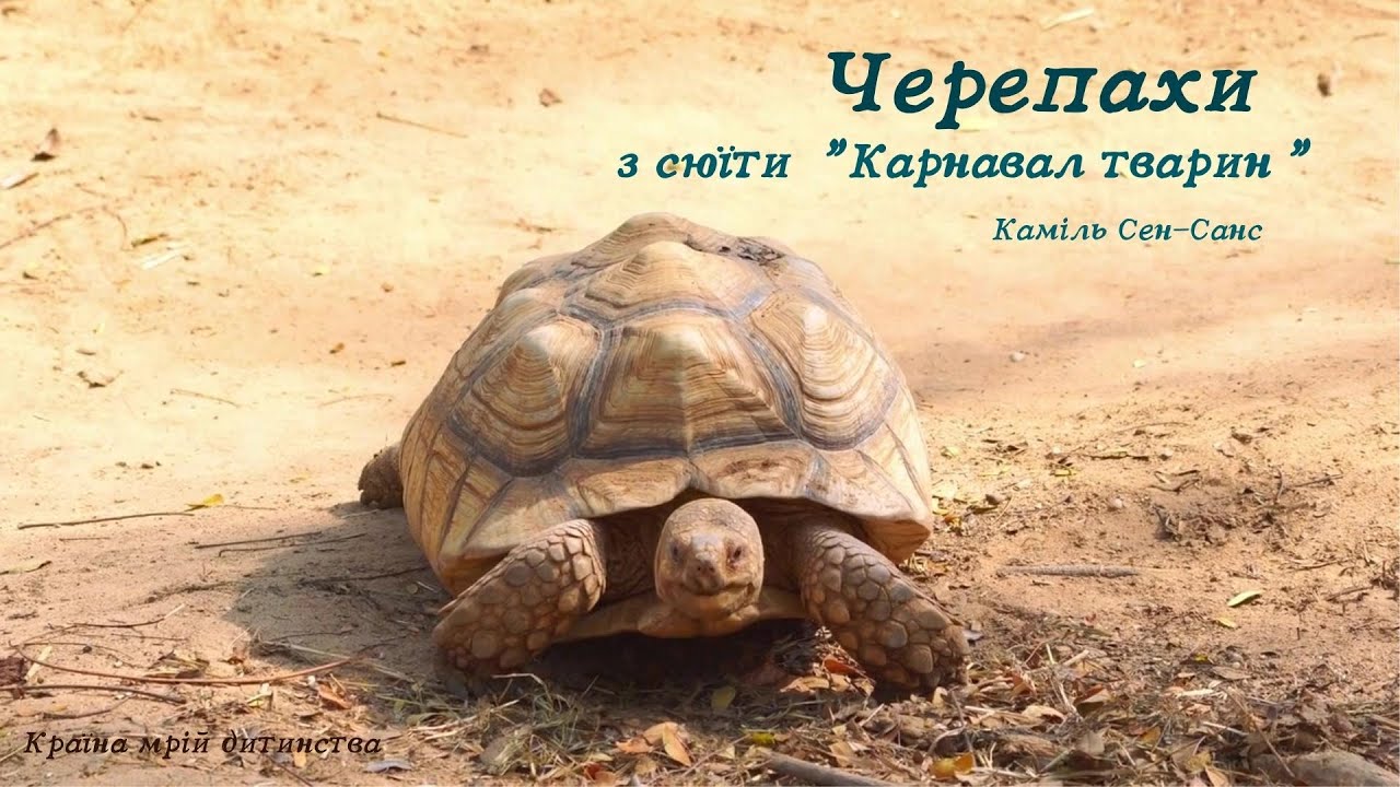 4 Черепахи з сюїти Карнавал тварин Каміль Сен Санс Youtube