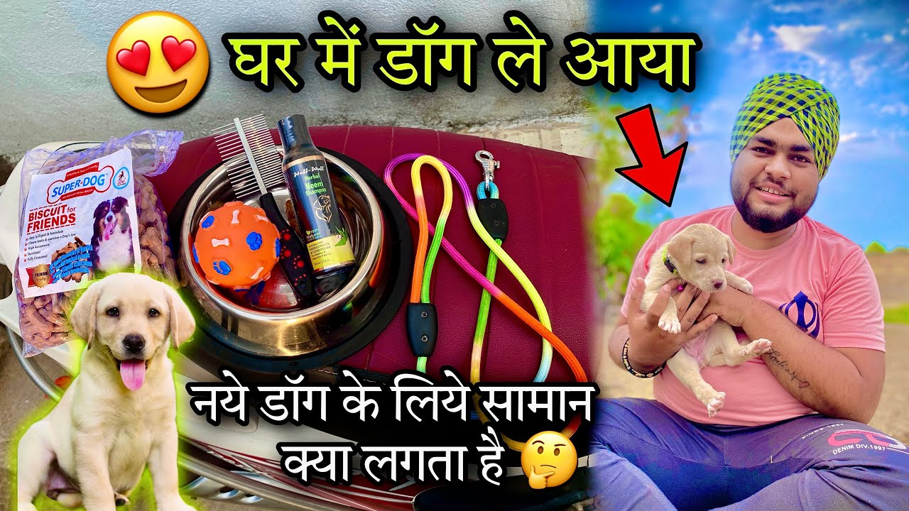 New Dog 😍 Labrador नये डॉग के लिये सामान क्या लगता है ? || Nobi Sumit Vlogs - YouTube