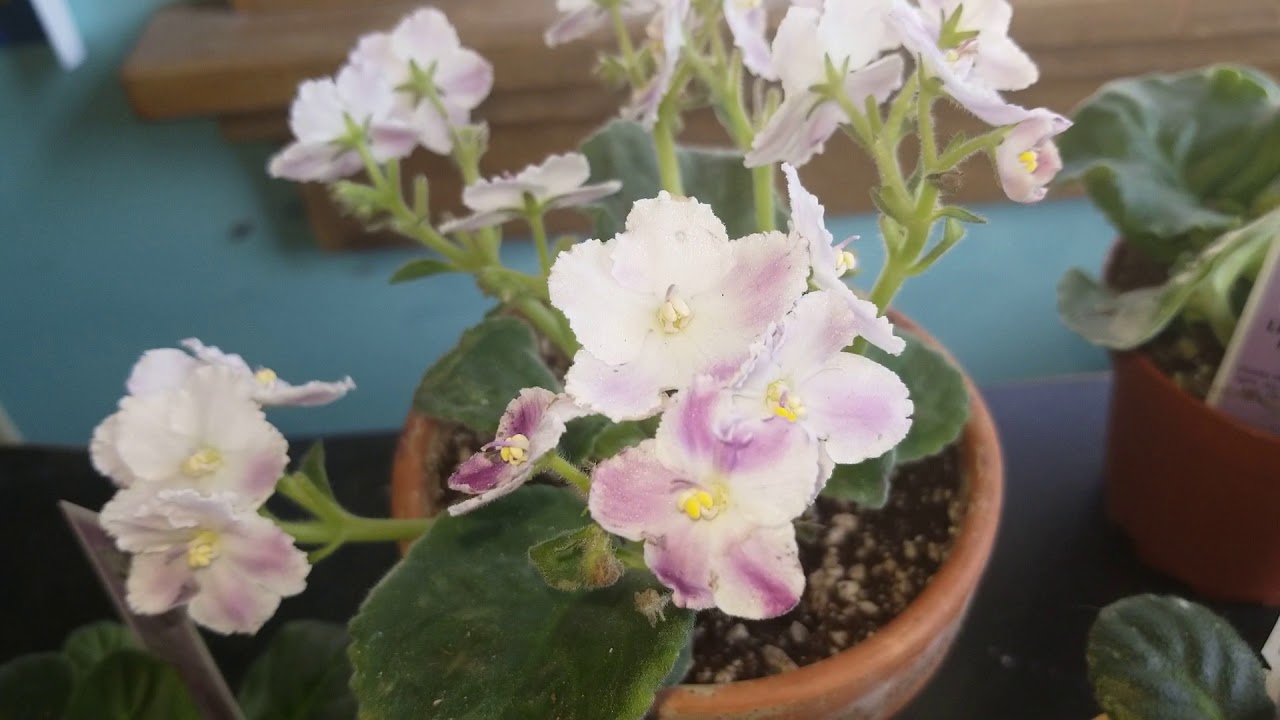 Pruning my African Violets - YouTube