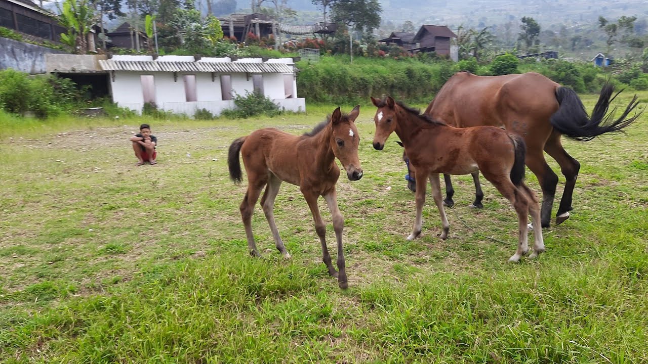ANAK KUDA SUPER CALON KUDA PACU REVIEW 2 ANAK KUDA USIA 2 BULAN SEPERTI ...