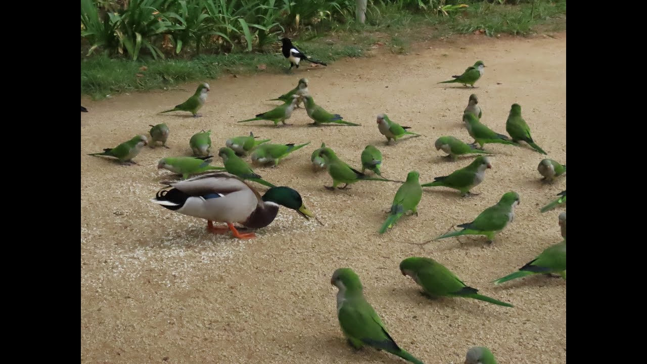 Recopilación aves en tierra&aire 19 Octubre/Compilation of birds on ...