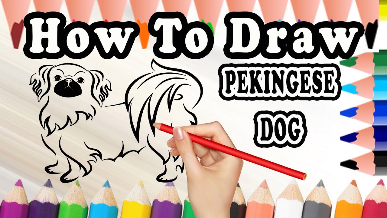 How To Draw A Pekingese DOG | Drawing step by step Pekingese Dog | Draw ...