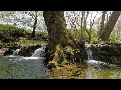Ağacların altındakı Kiçik şəlalə. Su quş təbiətin səsinə istirahət edin. Meditasiya, Təhsil musiqisi