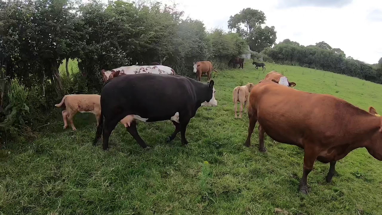 COWS, CALVES AND 1900S OLD IRISH FARM HOUSE - YouTube