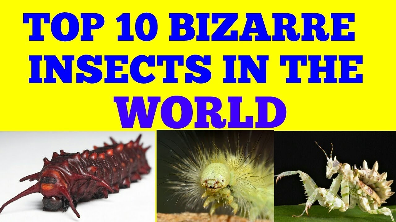 top 10 bizarre insects in the world | bizarre insects in the world ...
