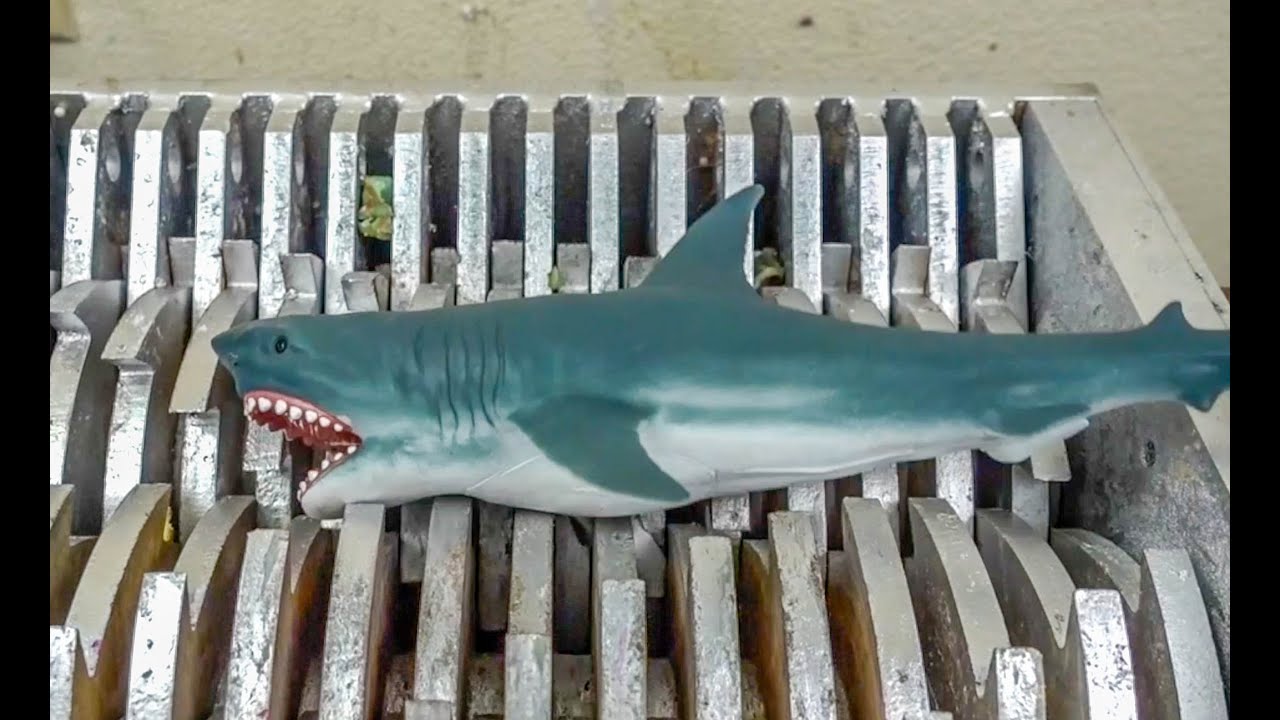 SHREDDING A SHARK! COOL EXPERIMENT! - YouTube