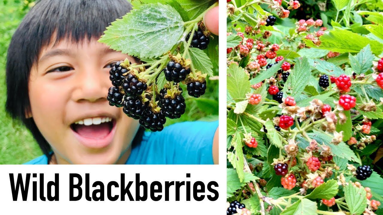Picking WILD BLACKBERRIES 2020 in the park near our house | Fresh ...