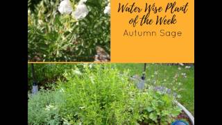 Water Wise Plant of the Week - Autumn Sage