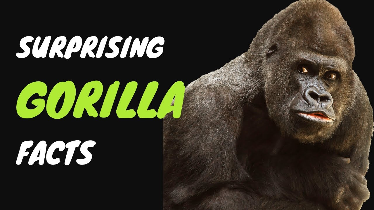 Interesting Facts About Gorillas for Kids | Gorilla Animal Fact Files ...