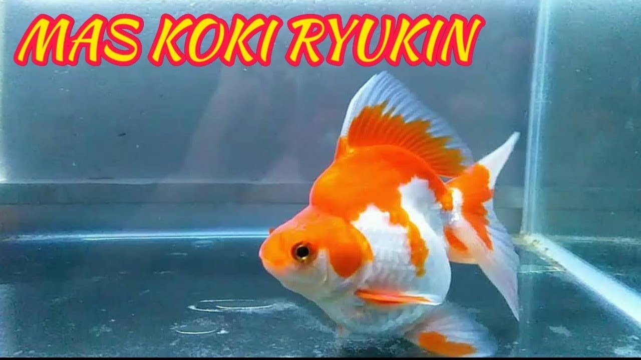 IKAN HIAS MAS KOKI RYUKIN GOLDFISH - YouTube