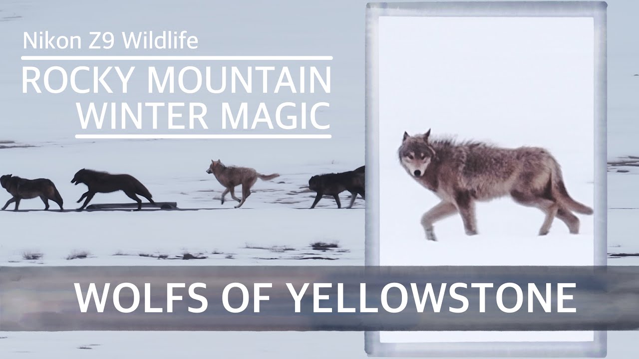 The Wapiti Wolf Pack of West Yellowstone | Yellowstone Winter Wildlife ...