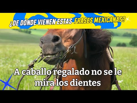 "A caballo regalado no se le mira el colmillo" ¿Sabes de dónde viene? 🥸 ...