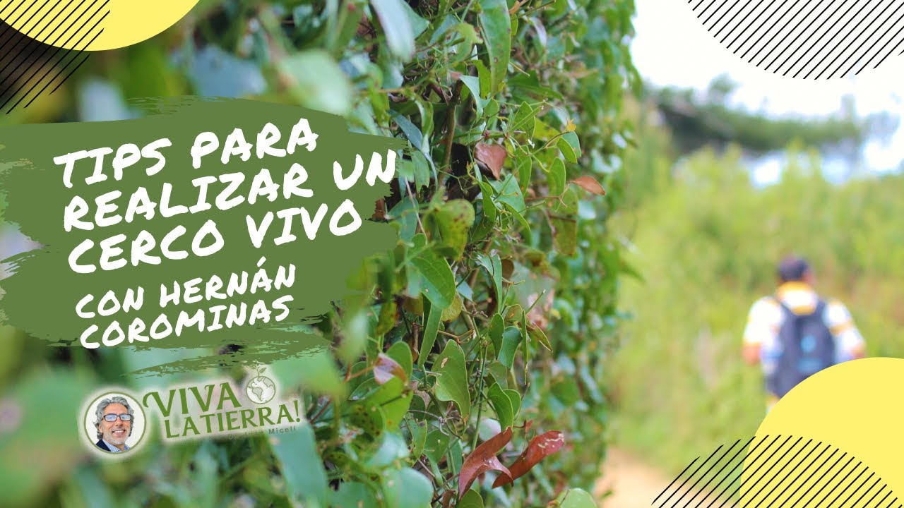 Parte 1: Consejos para realizar un cerco vivo - YouTube