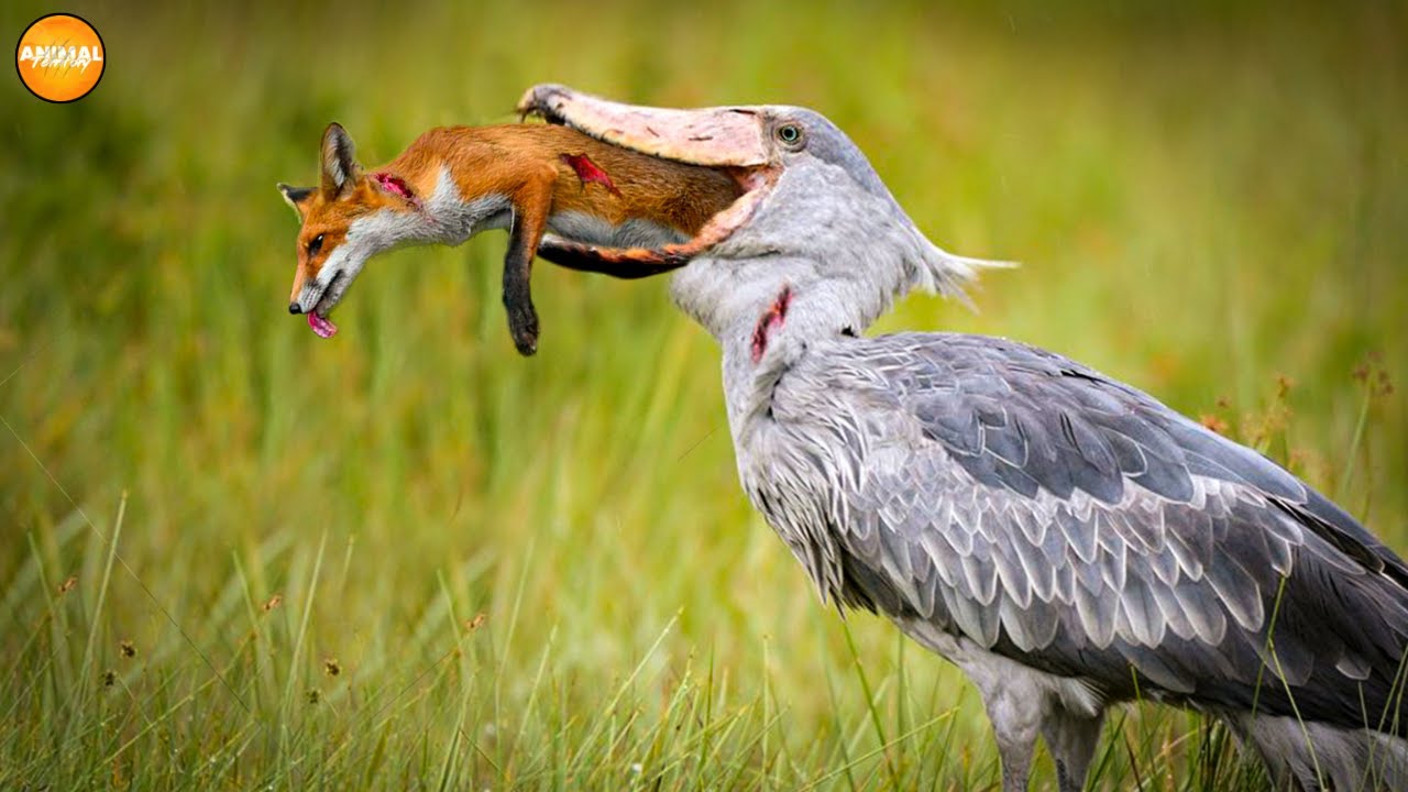 10 Rare Moment! Hungry Bird Swallows Prey Within 3 Seconds | Animal ...