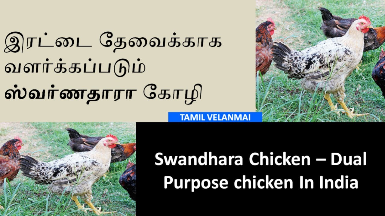 ஸ்வர்ணதாரா கோழி || swarnadhara Chicken || Kozhi Valarpu || Tamil ...