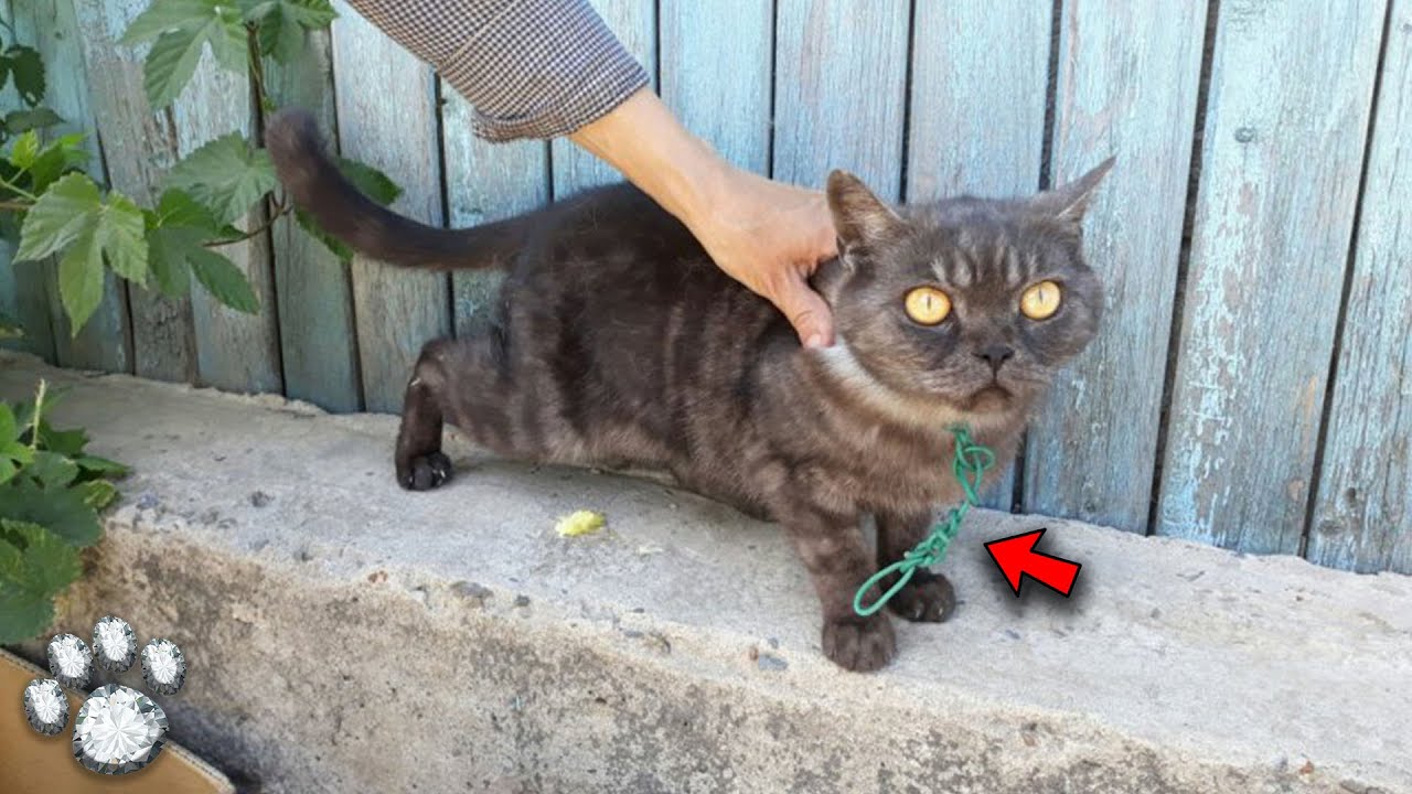 The Owners Kept An Intimidated Cat On a Chain - YouTube