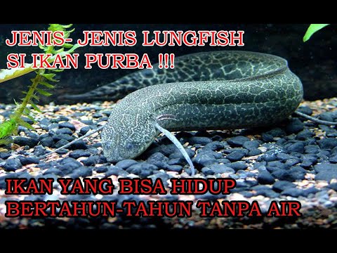 Jenis-jenis Ikan Purba Lungfish!!! Ikan Fenomenal Yang Dapat Hidup Bertahun-tahun Tanpa Air