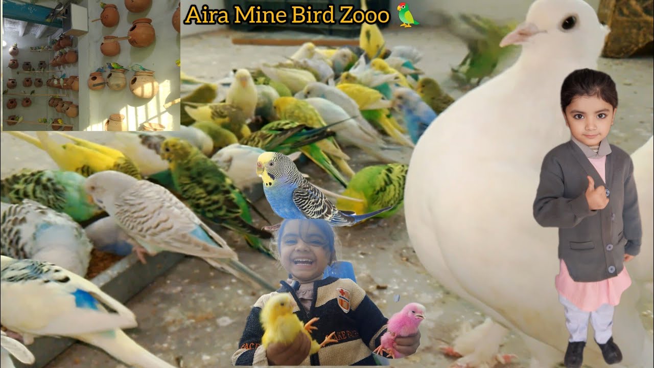 airafatimavlog Aira Mine Bird Zooo 🦜#viralvideo #parrot #shorts # ...