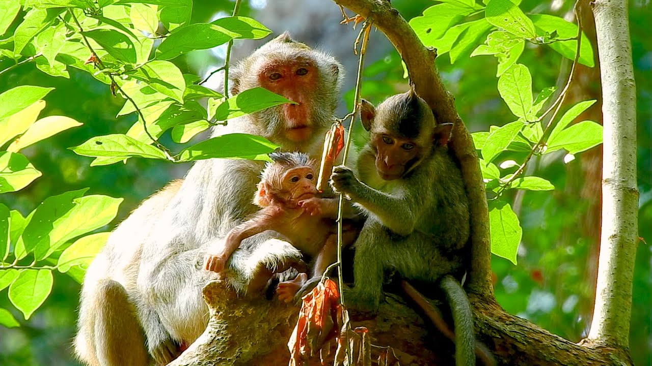 Little Monkey Asking Milk Mama As A Baby Monkey - YouTube