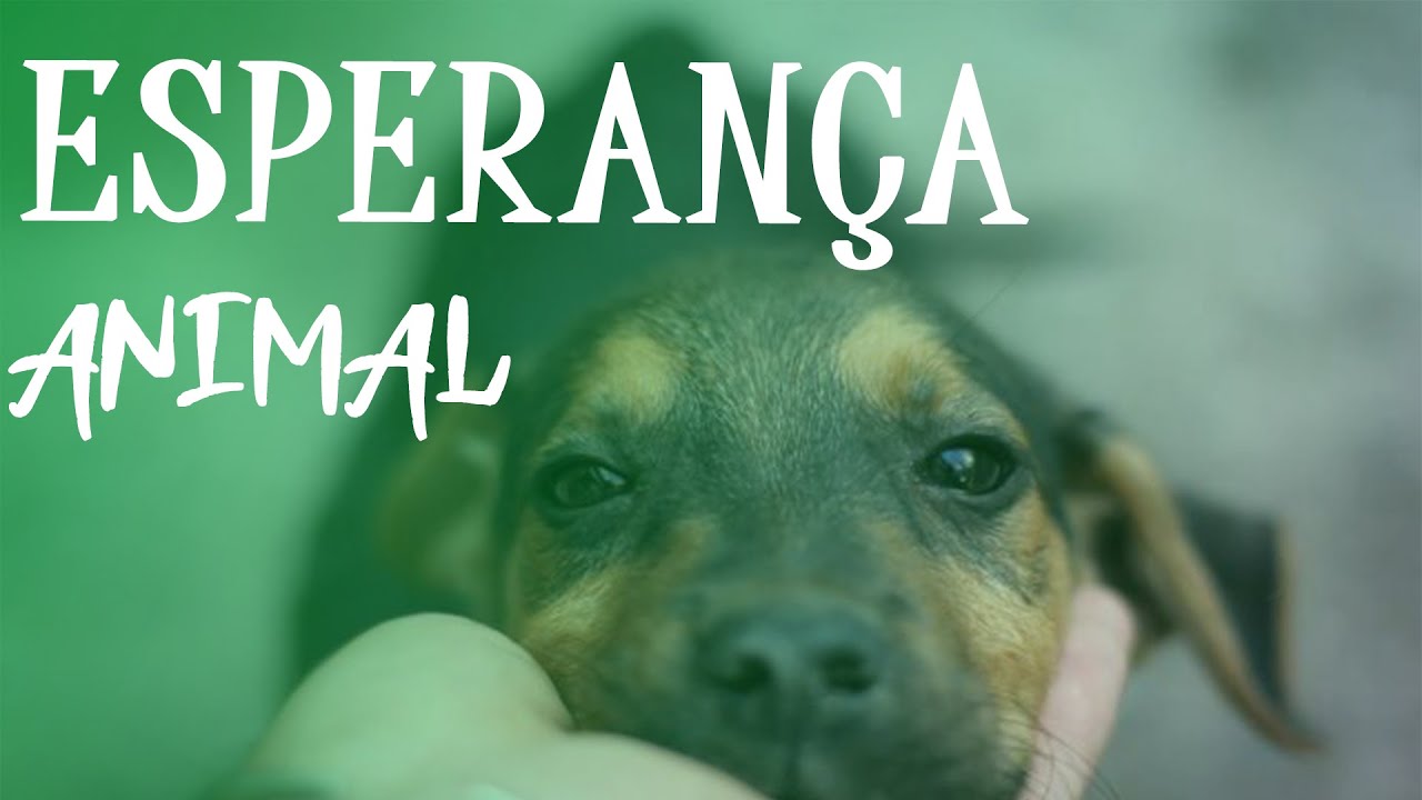 AJUDANDO A CAUSA ANIMAL - YouTube