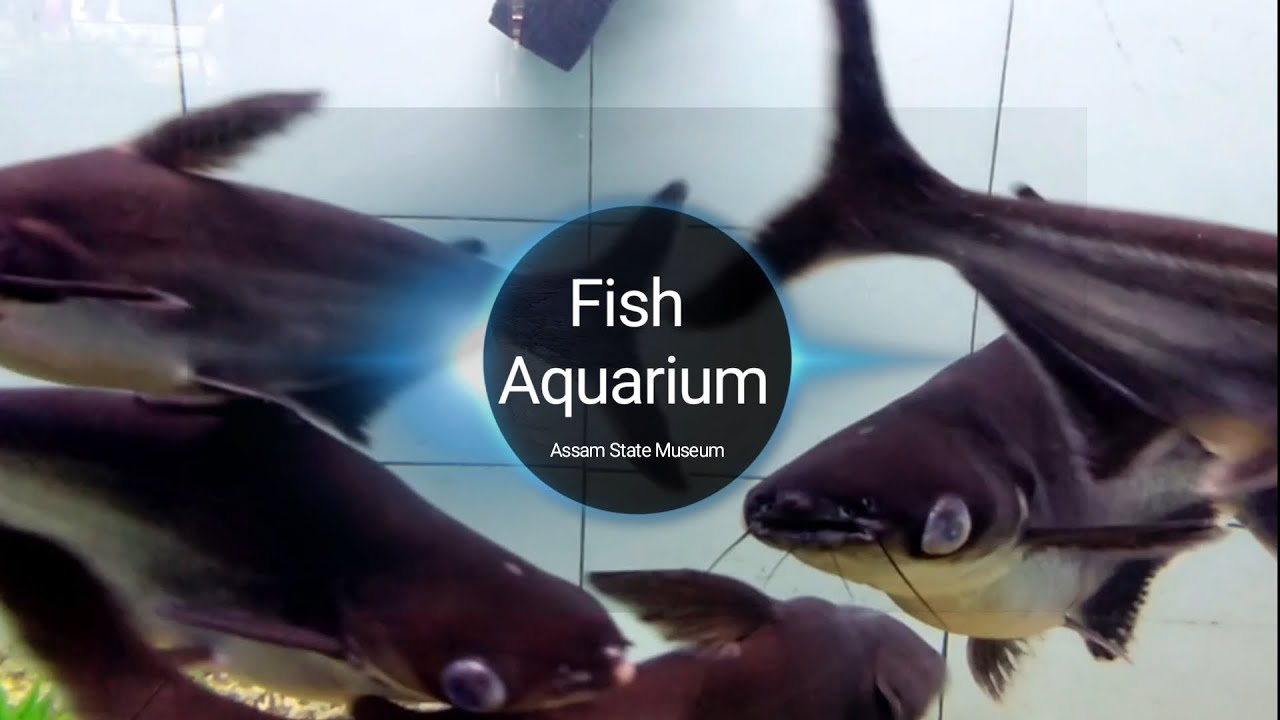 Assam State Museum fish aquarium / beautiful fish video - YouTube