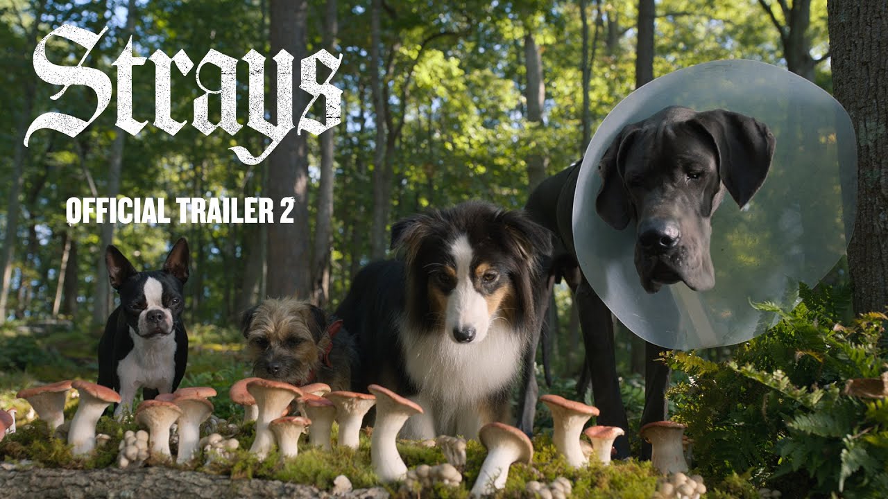 Strays - Official Trailer - YouTube