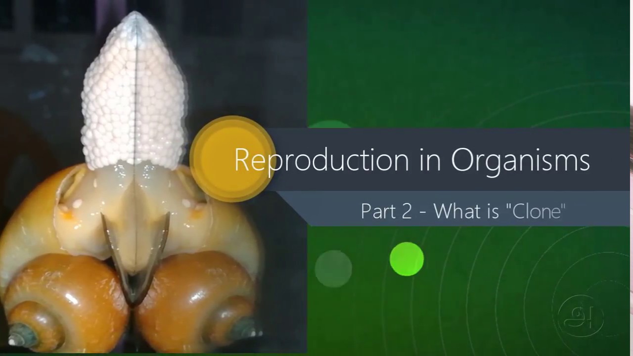 இனப்பெருக்கம் - Reproduction in Organisms Part 2 - Types of ...