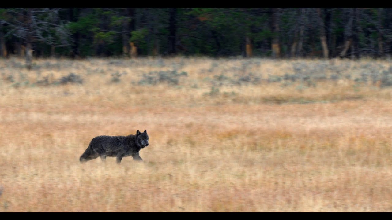 Yellowstone, Black Wolf in Hayden Valley, Members Exclusive - YouTube