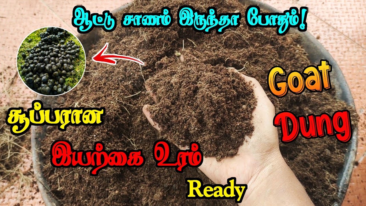 💥 ஆட்டு சாணம் இருந்தா போதும் 🤩| Super உரம் Ready |🤔 How to make Compost ...