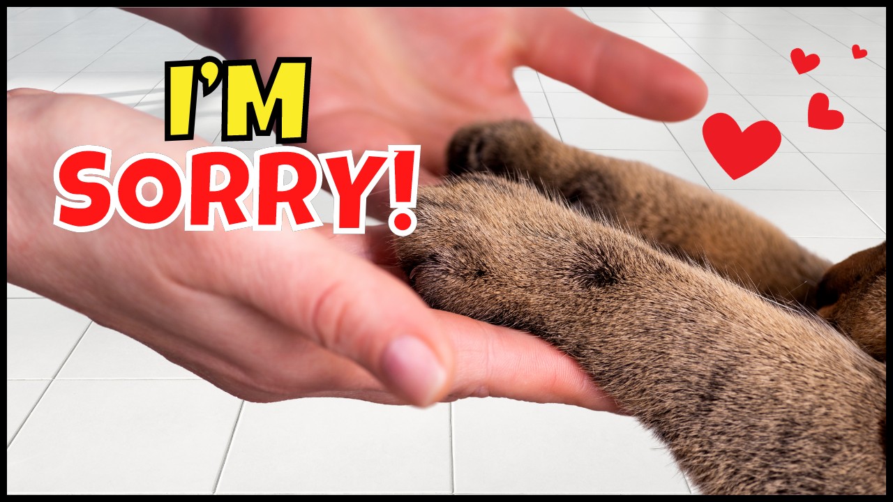 8 Easy Steps To Apologize To Your Cat - YouTube