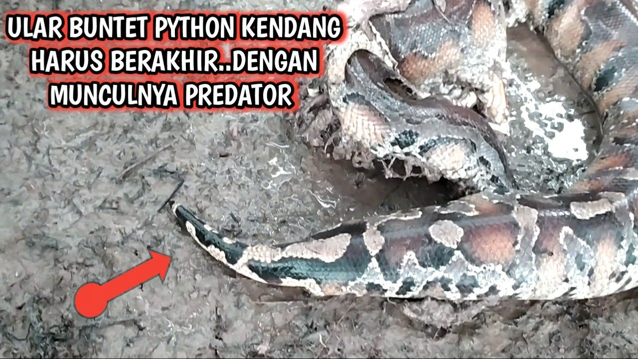 BERAKHIR !! ULAR BUNTET || PYTHON DIPONG M3NGENASKAN DIMAKAN BIAWAK ...