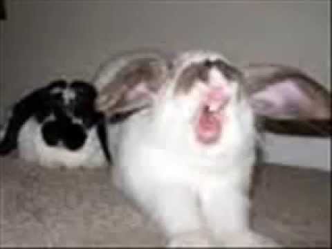 SCREAMING BUNNIES!!!!! - YouTube