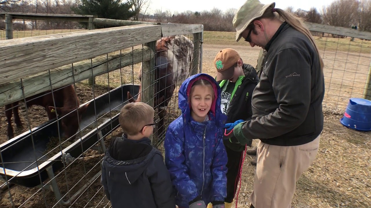 MSU Tollgate Farm Why Do Cows Have Tails? - YouTube