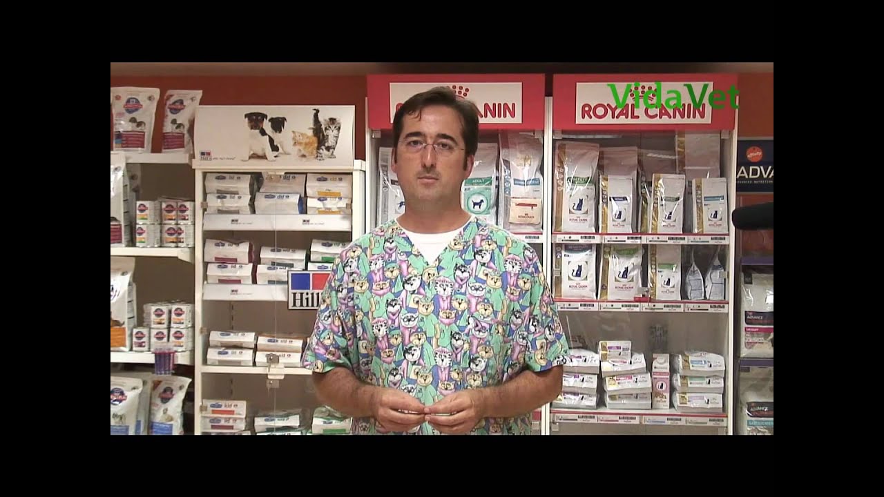 Centros Veterinarios Vidavet plan 10 :La alimentación - YouTube