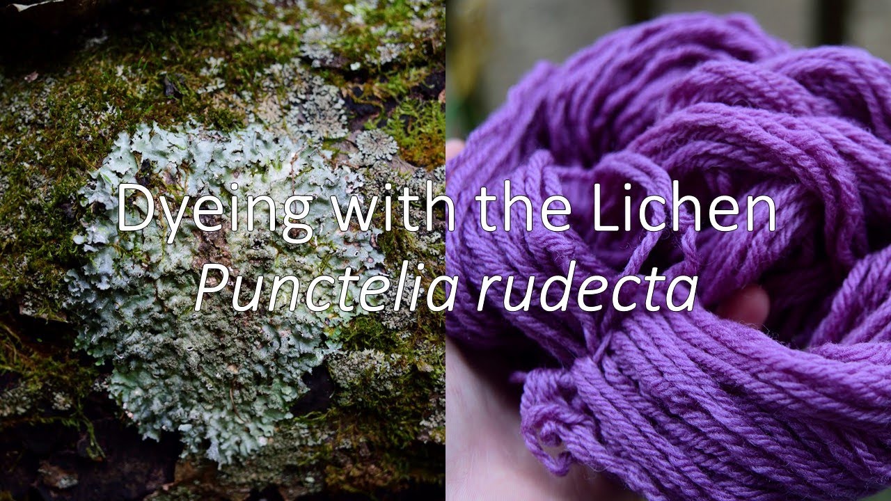 Making Purple-Dyed Yarn from the Lichen Punctelia rudecta - YouTube