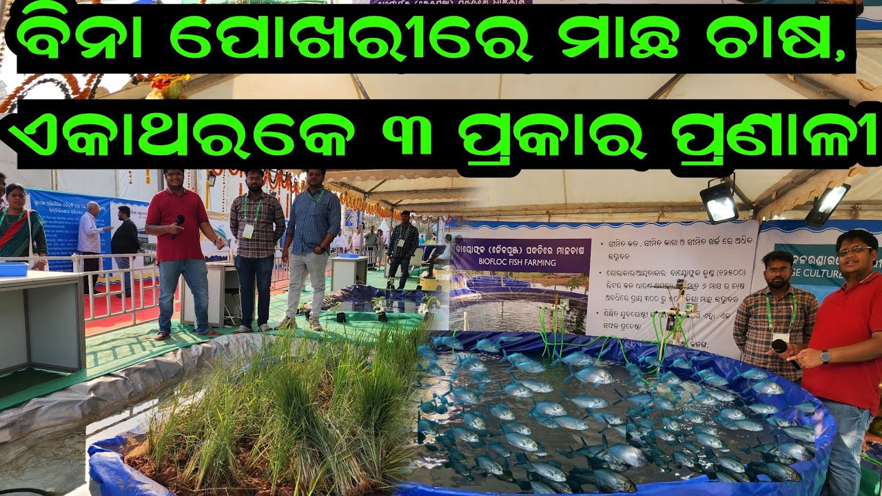 ଓଡିଶାରେ ପ୍ରଥମ ଥର ବିନା ପୋଖରୀରେ ମାଛ ଚାଷ, Bioflock, Cage Culture Fish ...