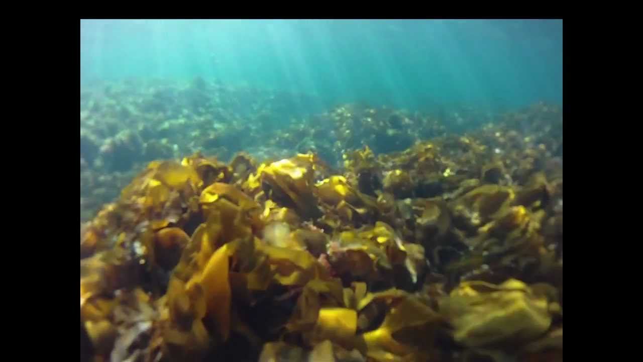 Scallop Diving - YouTube