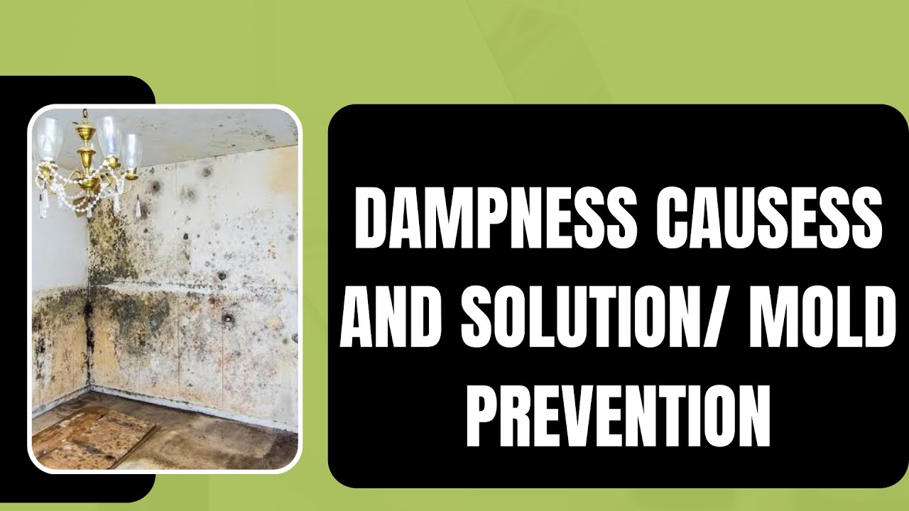 Learn Dampness causes and Mould : Your Complete Guide to Effective ...