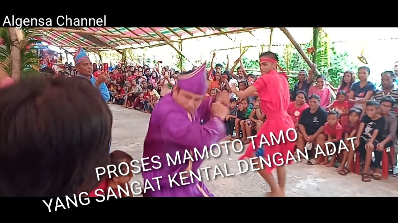 Proses pemotongan TAMO yang sangat kental dan mempunyai nilai adat yang ...