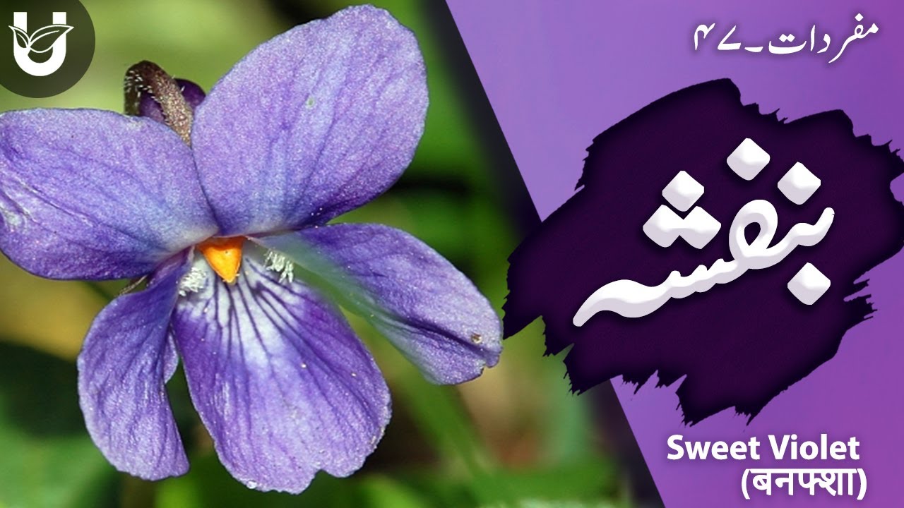 Banafsha / Sweet Violet / بنفشہ - YouTube