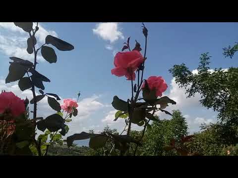 Seninle olmanın en güzel yanı& Aşk sevda adına..
